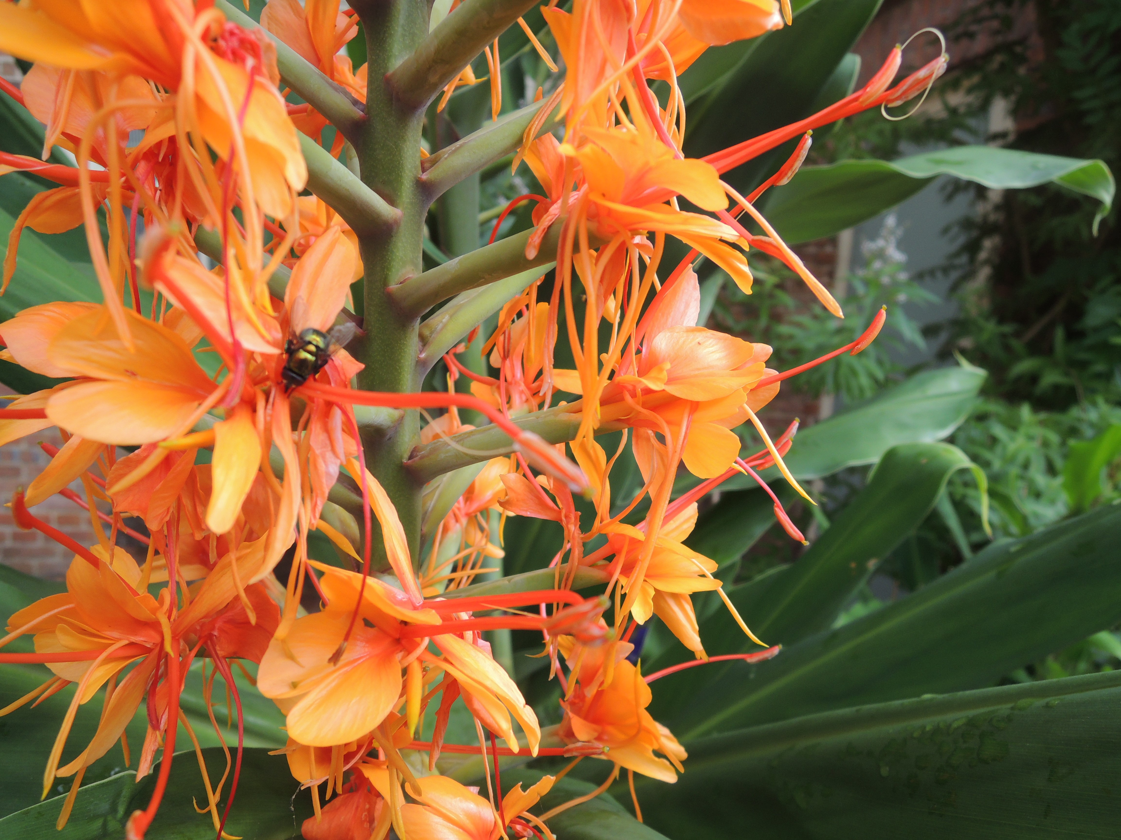Enjoy Horsham Museum garden over the Bank Holiday! – Friends of Horsham ...