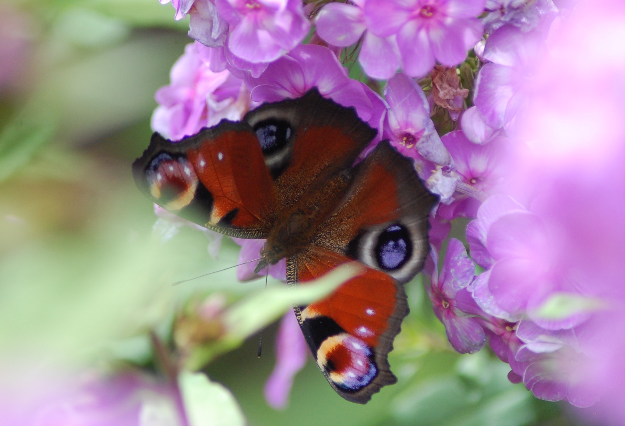 Beautiful butterflies in Museum garden – Friends of Horsham Museum ...